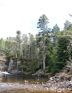 A Forest for the Future – Reforesting Scotland