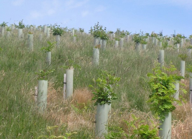 Plastic-free Forests – Reforesting Scotland