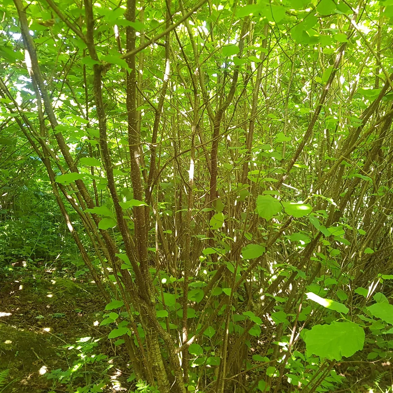 Coppice Weekend – Reforesting Scotland